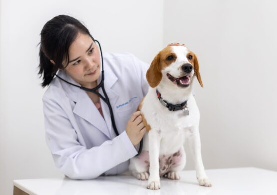 General Health check ups - Better Pets Hospital